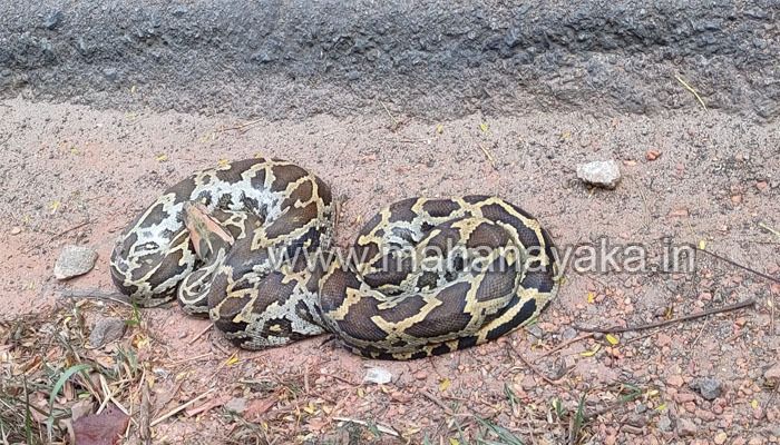 ಮಹಾನಾಯಕ